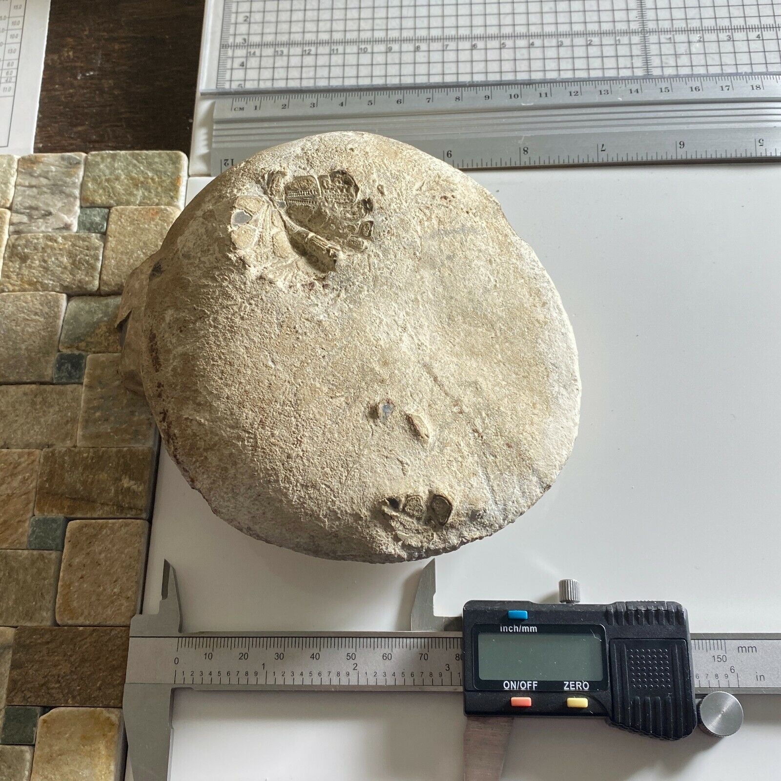 FOSSIL IN CHERT [RARE] FROM DORSET COAST AREA 1020g MF286 – MF Minerals ...